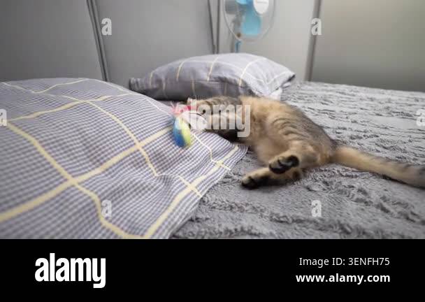 Scottish Fold kitten girl playing with a toy in the apartment of the ...