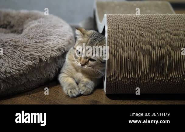 Kitten's look at the camera. A small Scottish Fold kitten lying on the ...