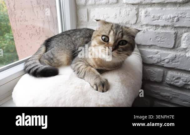 Gray baby cat yawns. Little Scottish Fold kitten girl. Purebred pet in ...