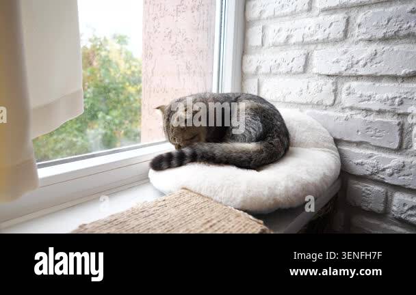 Scottish fold girl kitten sleeps on a pillow near the window. Pet in ...