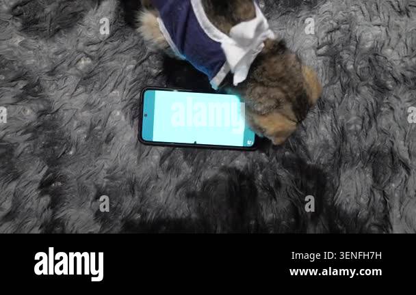 A small Scottish Fold kitten plays a game on a tablet smartphone and ...