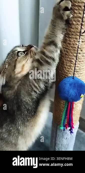 Beautiful domestic Scottish Fold cat with floppy ears relaxing at home ...
