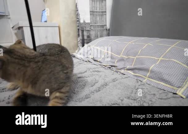 Scottish Fold kitten girl playing with a toy in the apartment of the ...