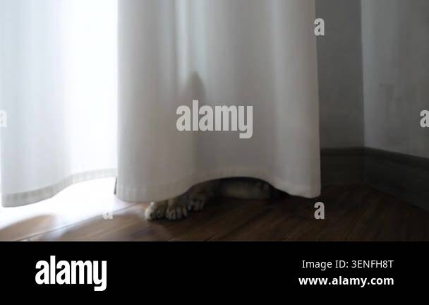 Gray cat baby. Little Scottish Fold kitten girl. Purebred pet in the ...