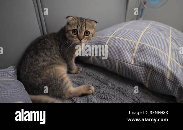 Scottish Fold kitten girl playing with a toy in the apartment of the ...
