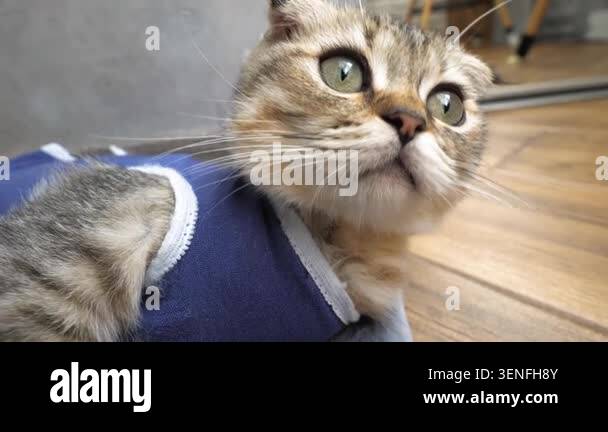 Gray cat baby. Little Scottish Fold kitten girl. Purebred pet in the ...