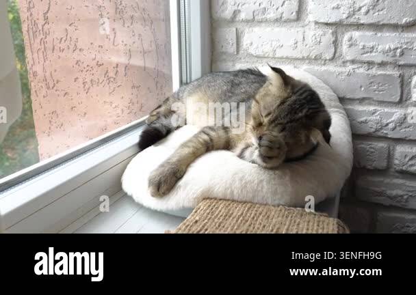 Scottish fold girl kitten sleeps on a pillow near the window and washes ...