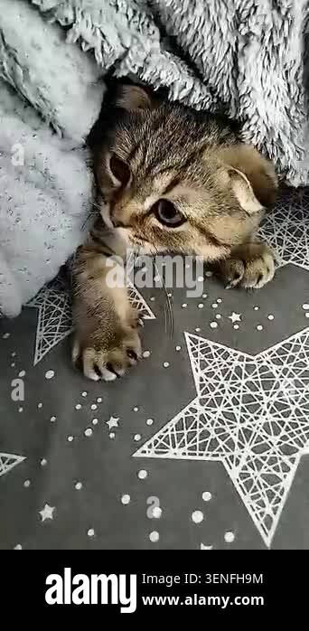 Beautiful domestic Scottish Fold cat with floppy ears relaxing at home ...