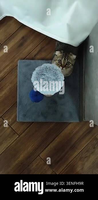 Beautiful domestic Scottish Fold cat with floppy ears relaxing at home ...