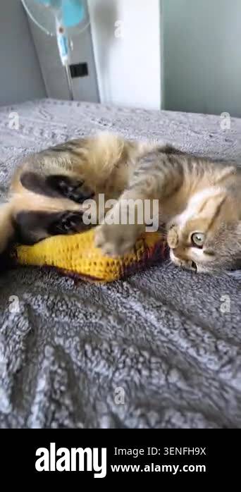 Beautiful domestic Scottish Fold cat with floppy ears relaxing at home ...