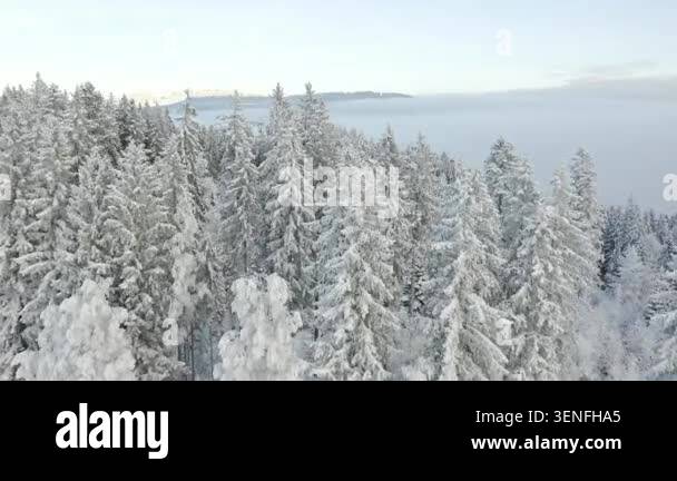 Drone flight over snowy coniferous forest above foggy winter valley ...