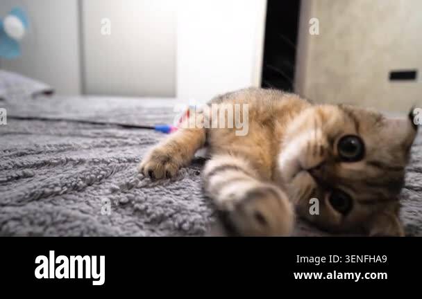 Gray cat baby. Little Scottish Fold kitten girl. Purebred pet in the ...