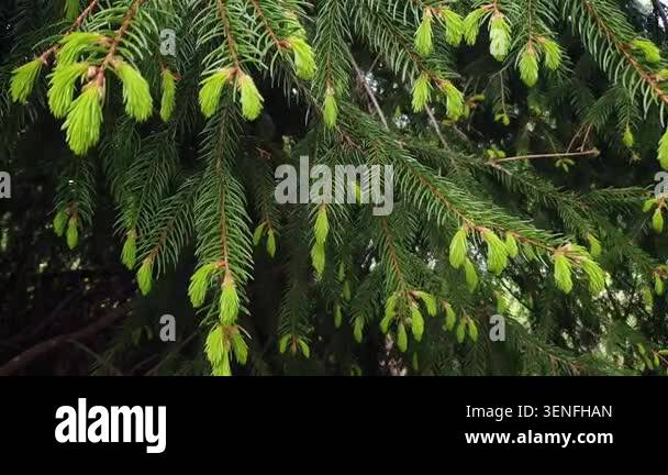 Closeup of coniferous tree branch with new fresh green needles swaying ...