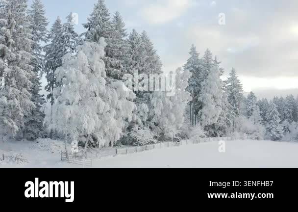 Panoramic drone flight along frost-covered winter trees and snowy ...