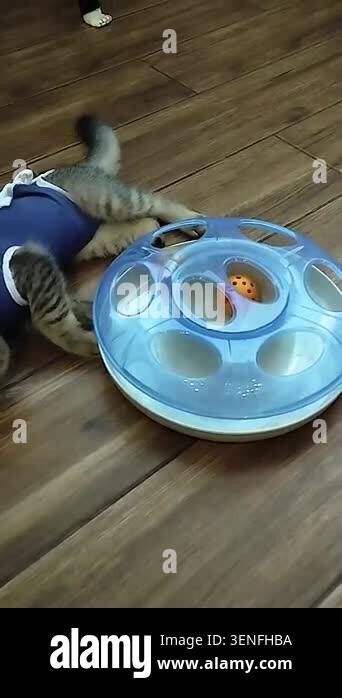 Beautiful domestic Scottish Fold cat with floppy ears relaxing at home ...
