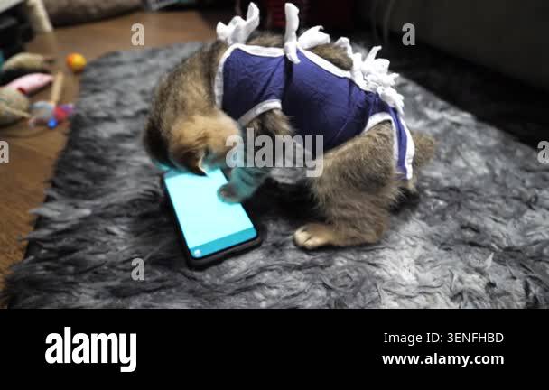 Soft focus. A small Scottish Fold kitten plays a game on a tablet ...