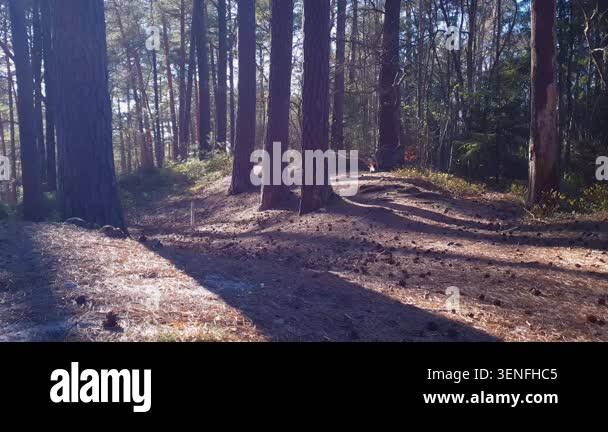 Sunlit coniferous forest with old tall pine trees casting long shadows ...