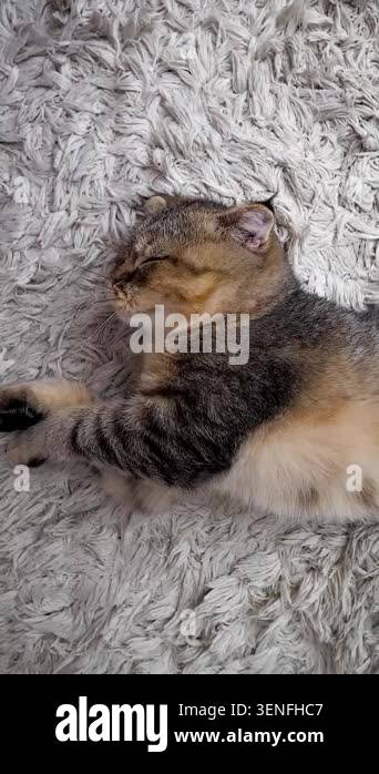 Adorable Scottish Fold kitten close-up portrait indoors.Description: A ...