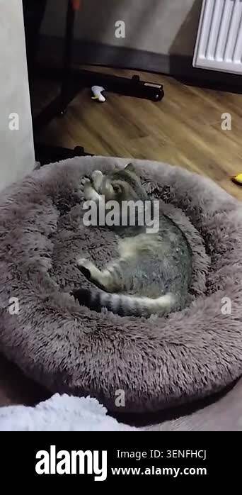Beautiful domestic Scottish Fold cat with floppy ears relaxing at home ...