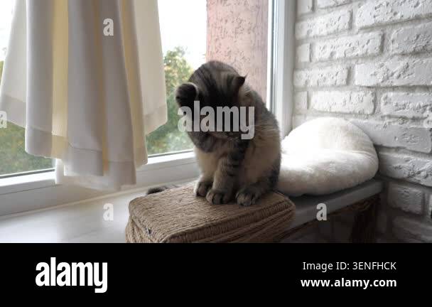 Scottish fold girl kitten near the window and washes itself with its ...
