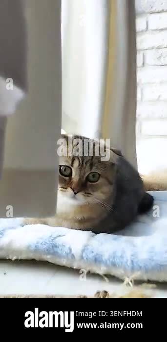 Beautiful domestic Scottish Fold cat with floppy ears relaxing at home ...