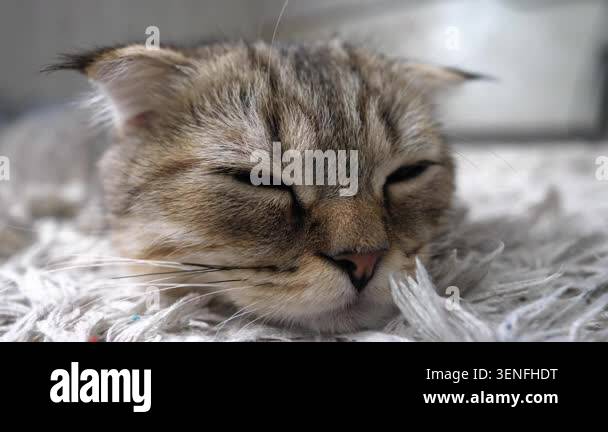A small Scottish Fold kitten sleeps lying on a fleecy rug in the ...