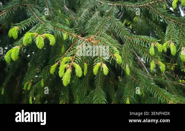 Close-up of coniferous tree branch with new fresh green needles sway in ...