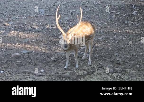 male sika deer with antlers Stock Video Footage - Alamy