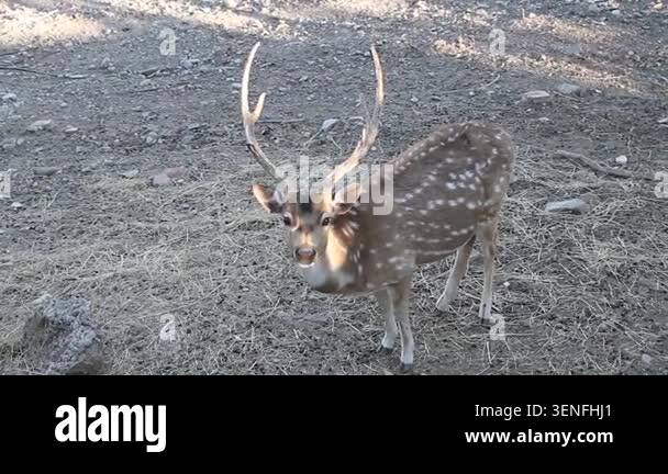male sika deer with antlers Stock Video Footage - Alamy