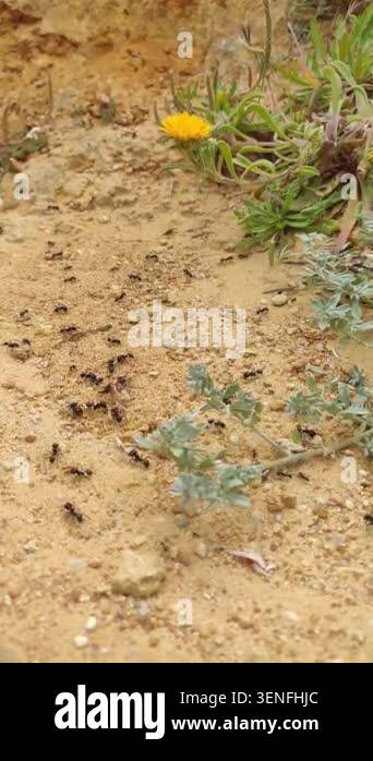 A busy colony of black ants crawling and running around on sandy ground ...