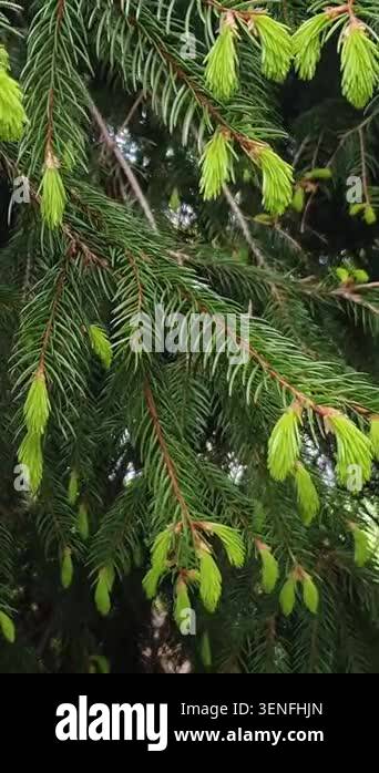 Close-up of coniferous tree branch with new fresh green needles sway in ...