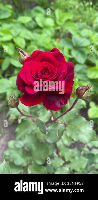 beautiful red rose with green leaves Stock Video Footage - Alamy