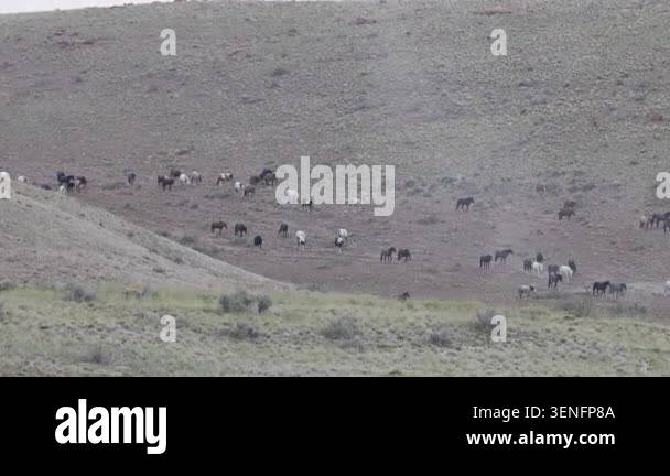 a herd of wild horses in the Utah desert in springtime Stock Video ...