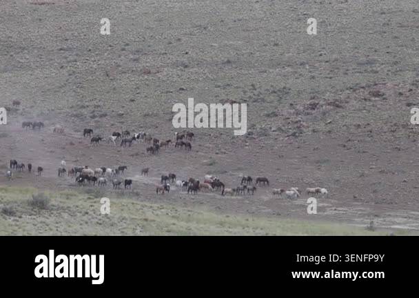 a herd of wild horses in the Utah desert in springtime Stock Video ...
