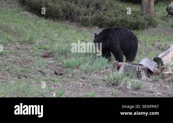 a black bear in Yellowstone National Park Wyoming in springtime Stock ...