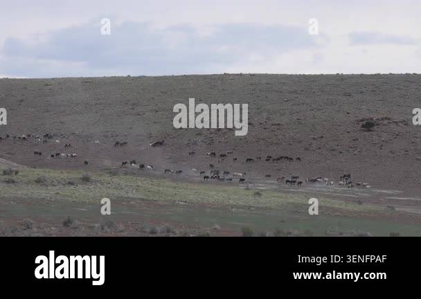 a herd of wild horses in the Utah desert in springtime Stock Video ...