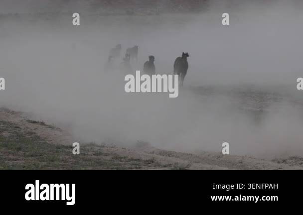 a herd of wild horses running in springtime in the Utah desert Stock ...