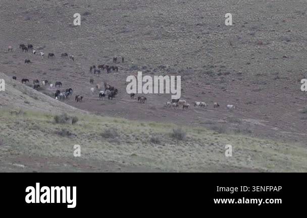 a herd of wild horses in springtime in the Utah desert Stock Video ...