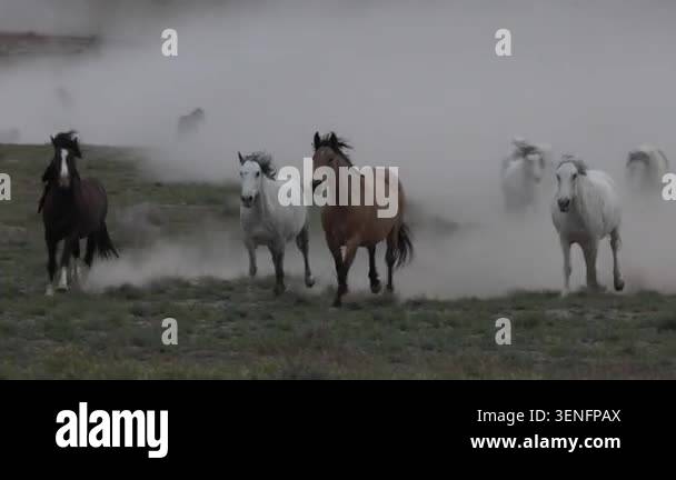 a herd of wild horses running in springtime in the Utah desert Stock ...