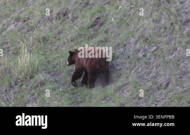a black bear in Yellowstone National Park Wyoming in springtime Stock ...