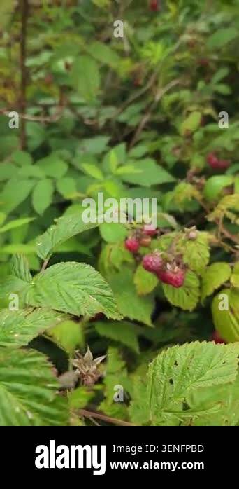 ripe red berries on the branch in the garden in the summer Stock Video ...