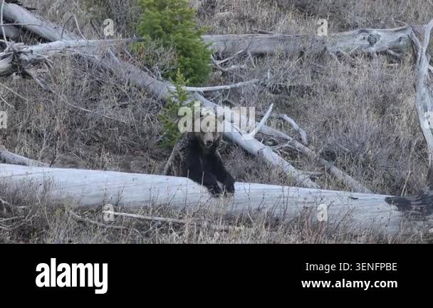 a grizzly bear in Yellowstone National Park Wyoing in springtime Stock ...