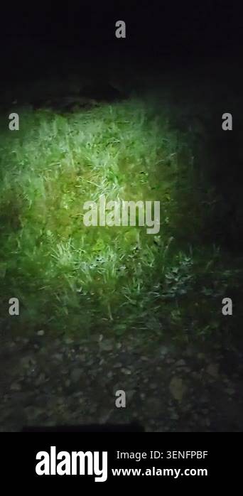 night view of the forest in the fog Stock Video Footage - Alamy