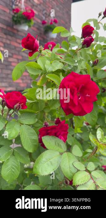 Beautiful red roses in the garden, under rain, raining Stock Video ...