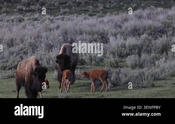 bison cows and calves in springtime in Yellowstone National Park ...