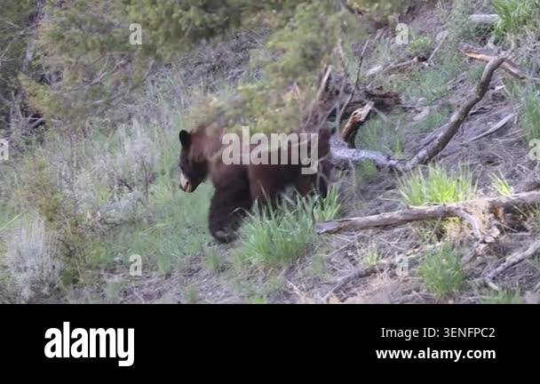 a black bear in Yellowstone National Park Wyoming in springtime Stock ...