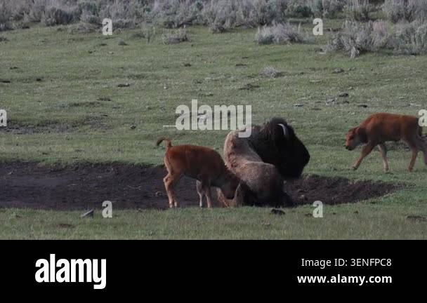 bison cows and calves in springtime in Yellowstone National Park ...