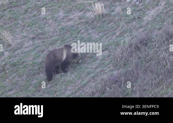 a grizzly bear in Yellowstone National Park Wyoing in springtime Stock ...