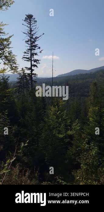 autumn in the forest, trees and plants Stock Video Footage - Alamy