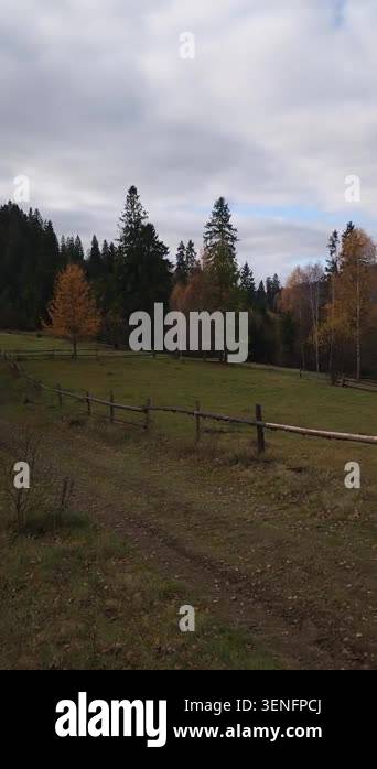 autumn in the forest Stock Video Footage - Alamy